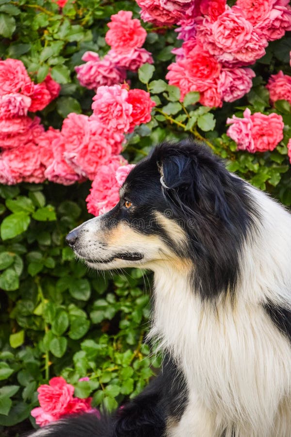 Border Collie En Rosas Color De Rosa Foto de archivo - Imagen de ...