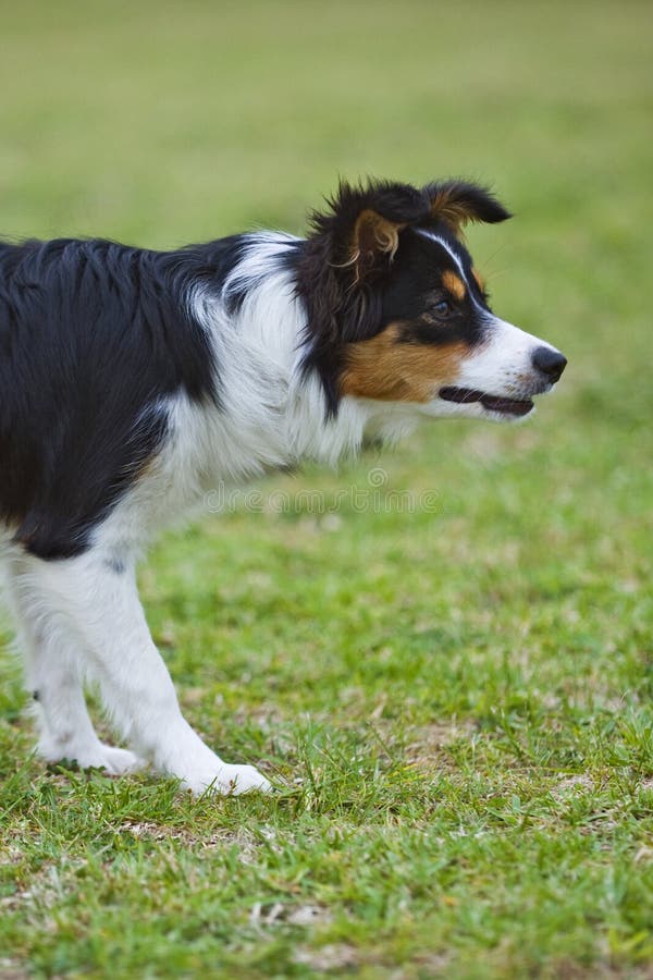 Yellow Border Collie Portrait Stock Photo - Image of breed, border ...