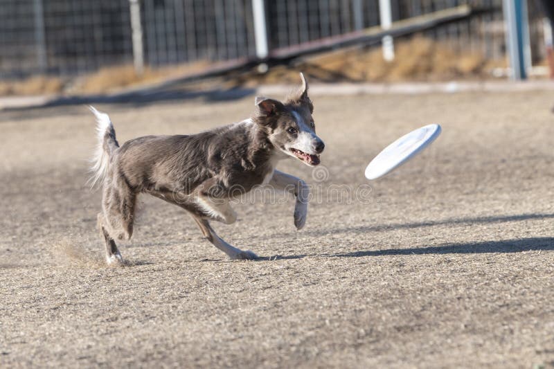 Border Collie Focused on a Disc To Catch Stock Photo - Image of pure ...