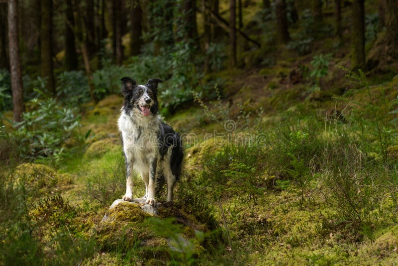 Border Collie in the Forest Posing on a Rock for Natural Portrait Stock ...