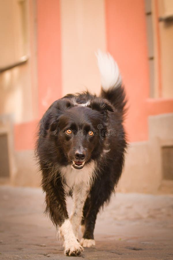 Border Collie is Going in the City. Stock Photo - Image of young ...
