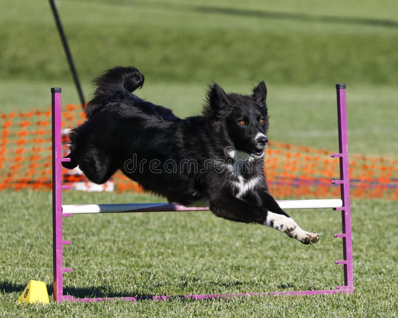 Border Collie Going Over a Jump Stock Photo - Image of working, trained ...