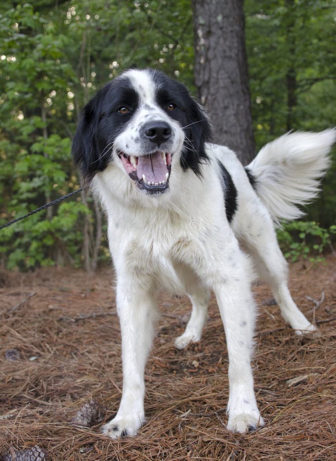 Black And White Border Collie Mix