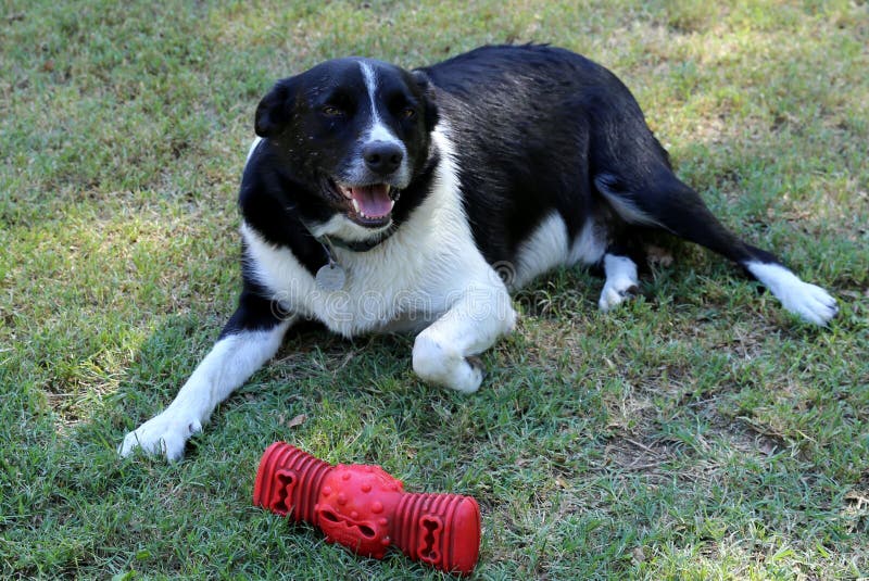 Border Collie on the Green Grass Stock Image - Image of dogs, canine ...