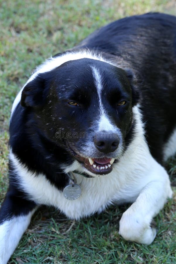 Border Collie on the Green Grass Stock Image - Image of companion ...