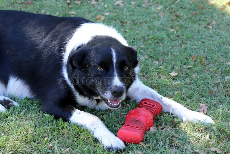 Border Collie on the Green Grass with a Red Toy Stock Photo - Image of ...