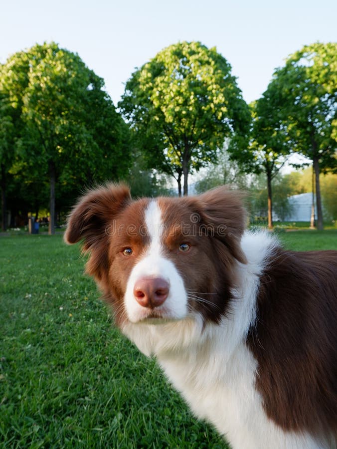 Dog border collie in park stock photo. Image of mammal - 280811366