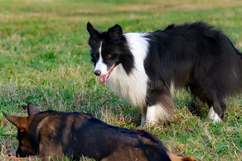 Border Collie. Harmonious Relationship with the Dog: Education and ...
