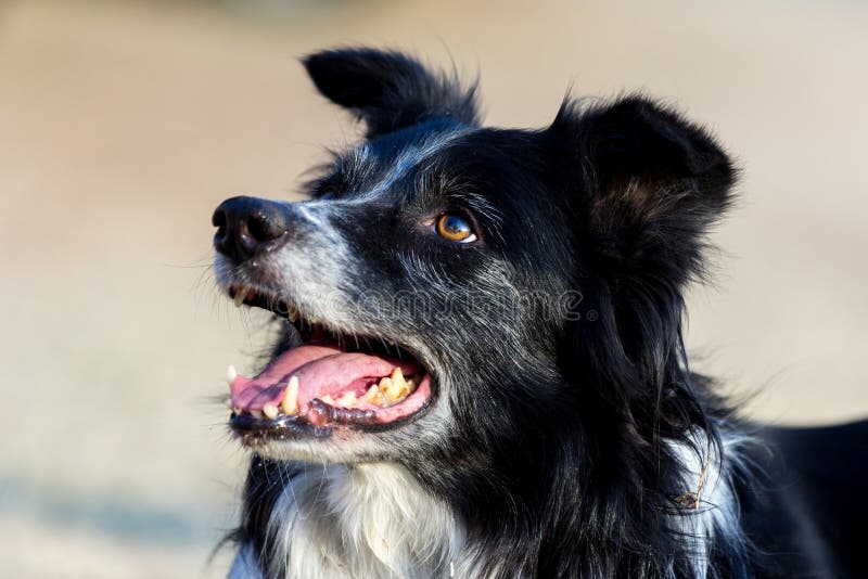 Border collie head stock photo. Image of puppy, canine - 48885166