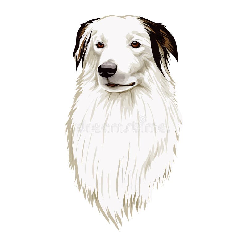 Border Collie Drawing