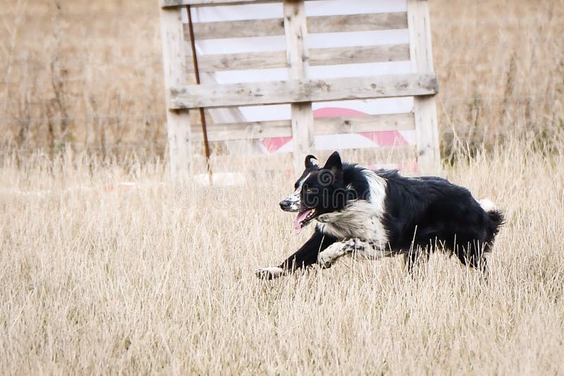 Border Collie is Herding Sheep in Nature. Stock Photo - Image of grass ...