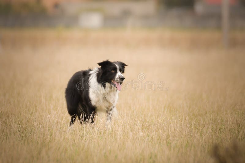 Border Collie is Herding Sheep in Nature. Stock Image - Image of dogs ...