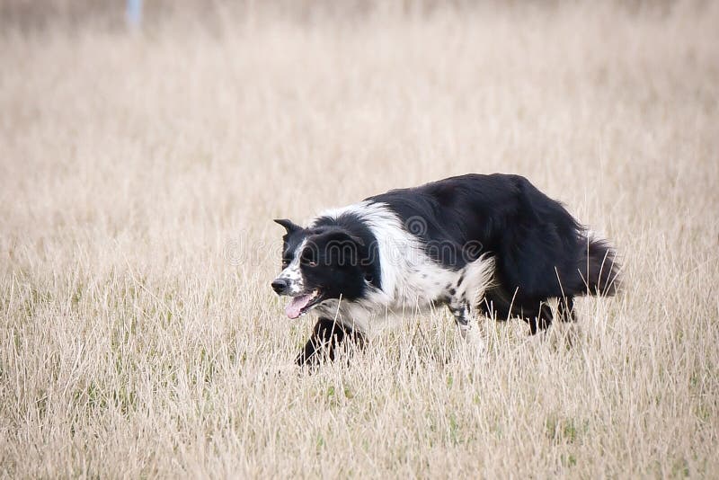 Border Collie is Herding Sheep in Nature. Stock Photo - Image of sheep ...