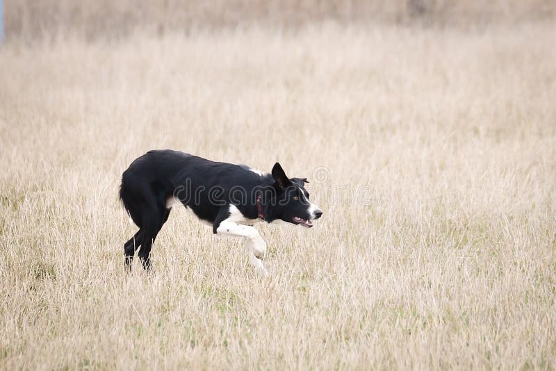 Border Collie is Herding Sheep in Nature. Stock Photo - Image of collie ...
