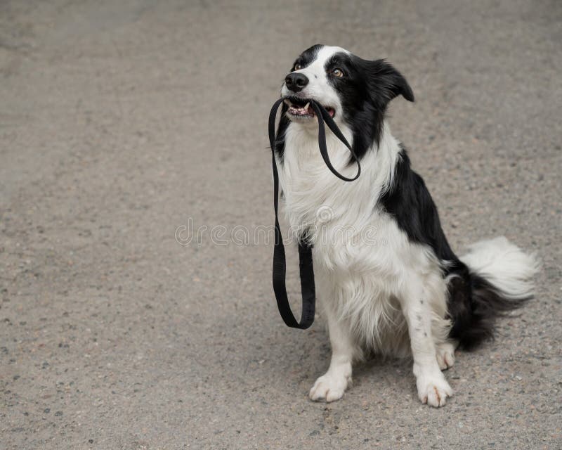 Border Collie Holding Leash in Mouth Outdoors. Stock Photo - Image of ...