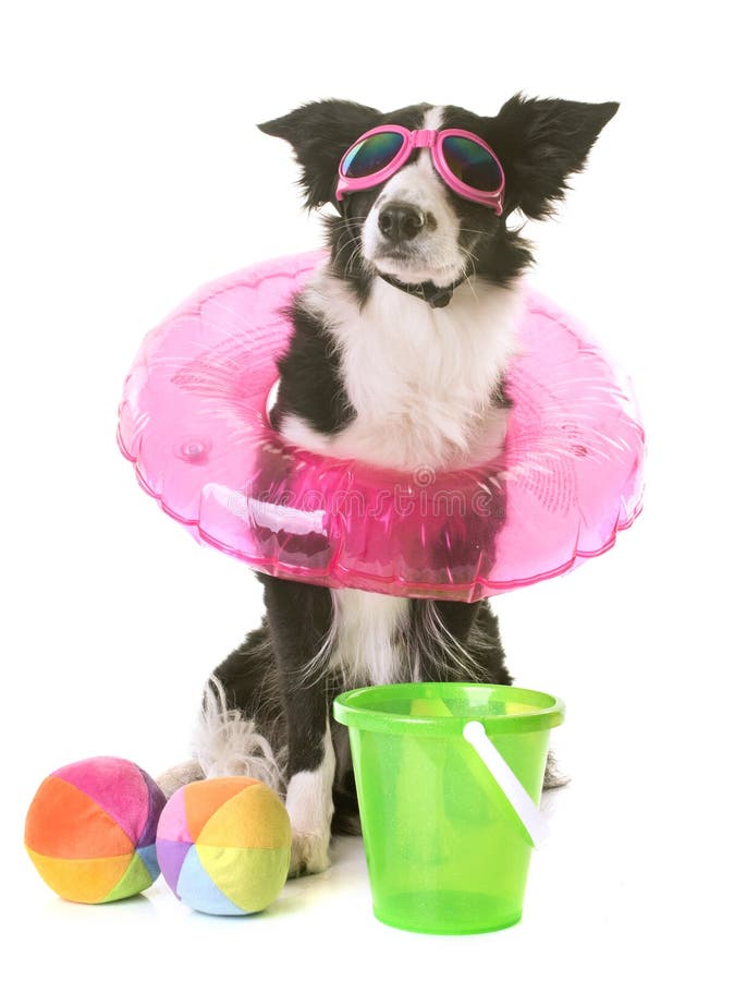 Border Collie Cowboy stock photo. Image of alertness - 24646580