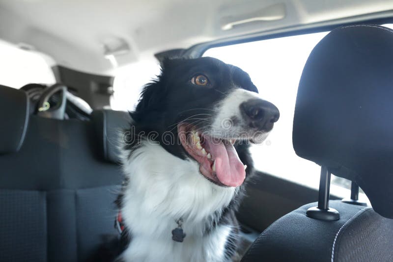 Border Collie Inside the Car Stock Image - Image of funny, sitting ...
