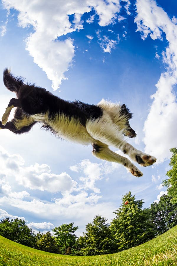 Border Collie Jumping for the Ball Stock Photo - Image of blue ...