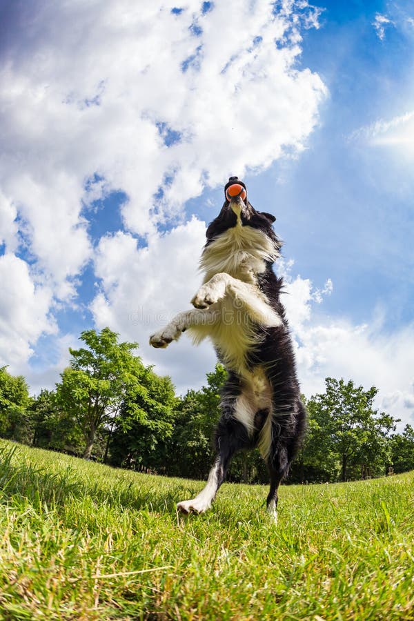 Border Collie Jumping for the Ball Stock Photo - Image of blue ...