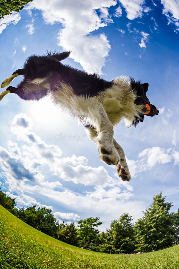 Border Collie Jumping for the Ball Stock Photo - Image of blue ...