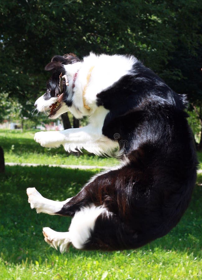 Border collie jumping stock image. Image of polish, dogs - 62358799