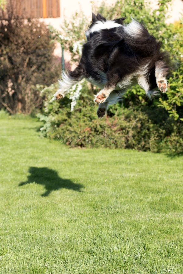 Border Collie Rear View Stock Photos - Free & Royalty-Free Stock Photos ...