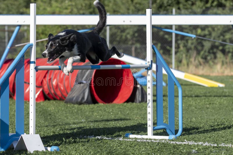 Dog Training Line Drawing Stock Photos - Free & Royalty-Free Stock ...