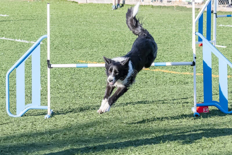 Border Collie Jumping a Fence in an Agility Test Stock Photo - Image of ...