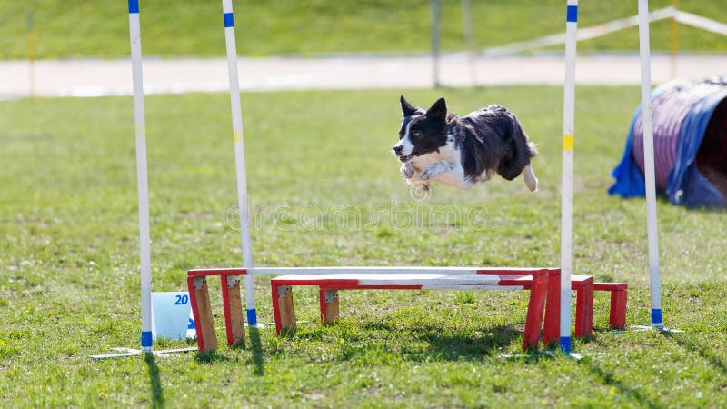 Border Collie Jumping Over the Hurdle on Its Course in Dog Agility ...