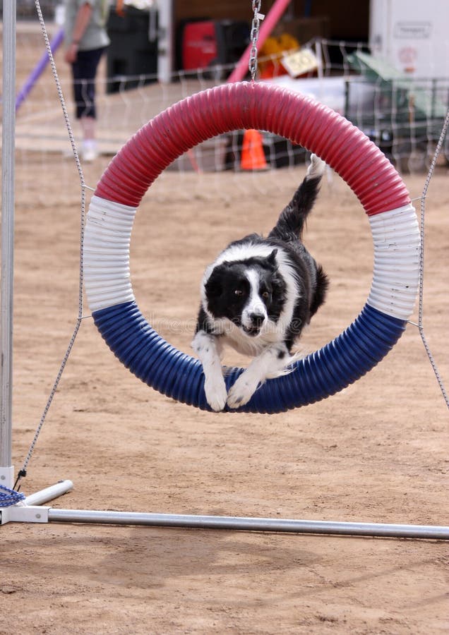 Border Collie Jumping through Ring Stock Photo - Image of ring, canine ...