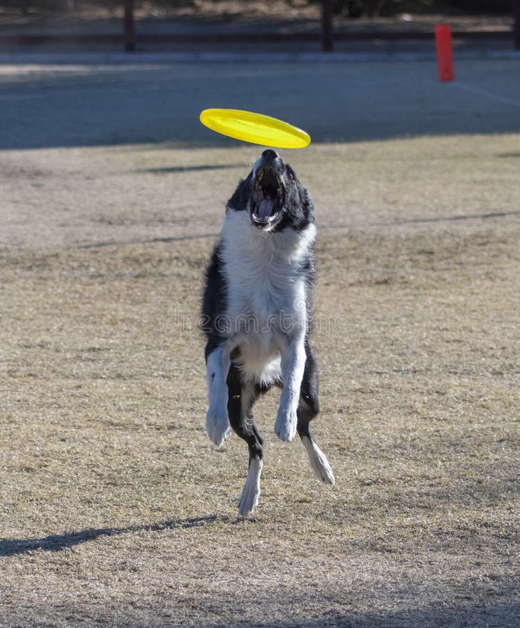 Border Collie Jumping To Catch a Yellow Disc Stock Photo - Image of ...