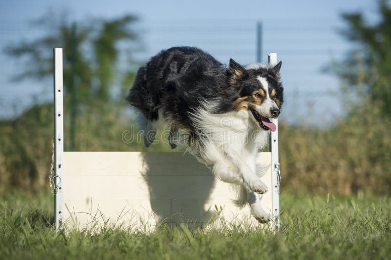 Border Collie Jumps a Panel Jump Stock Photo - Image of collie, comand ...