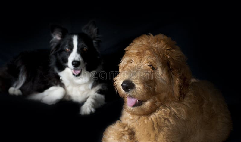Border Collie and Labradoodle Stock Image - Image of border, dogs: 49311435