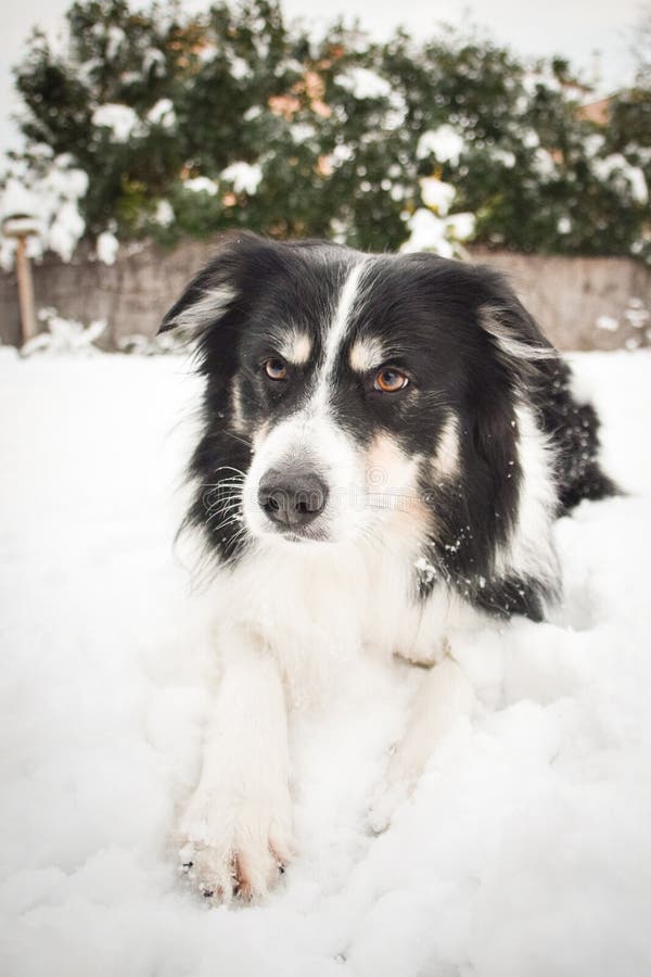 Border Collie is Laying in the Snow. Stock Image - Image of terrier ...