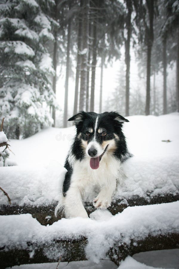 Border Collie is Laying in the Snow. Stock Photo - Image of freezing ...