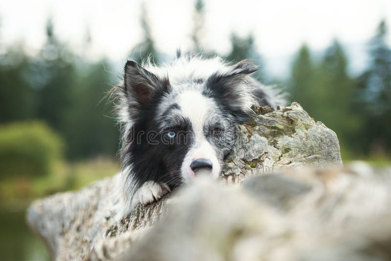 Border Collie Dog Lying on a Rock by the Lake Stock Photo - Image of ...