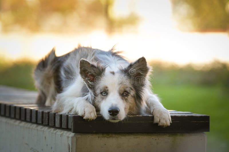 Border Collie is Lying on the Bench. Stock Photo - Image of atmosphere ...