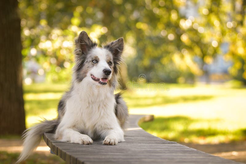 Border Collie is Lying on the Bench. Stock Image - Image of canine ...