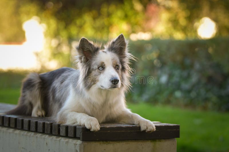 Border Collie is Lying on the Bench. Stock Photo - Image of ...