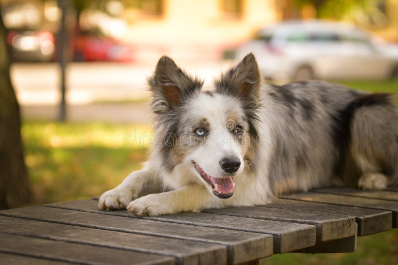 Border Collie is Lying on the Bench. Stock Photo - Image of lying, head ...