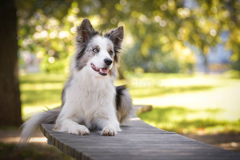 Border Collie is Lying on the Bench. Stock Image - Image of light ...