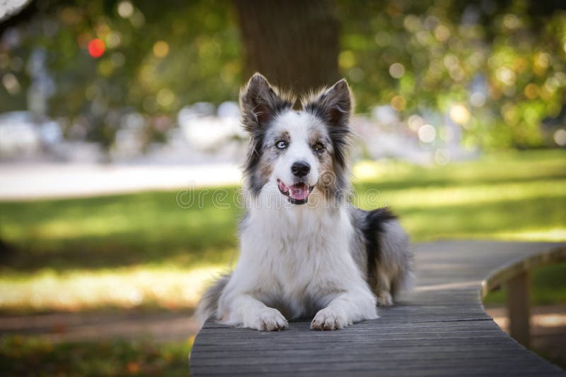 Border Collie is Lying on the Bench. Stock Photo - Image of nature ...
