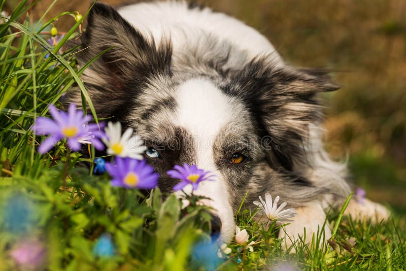Border Collie Lying in a Spring Meadow Stock Image - Image of border ...