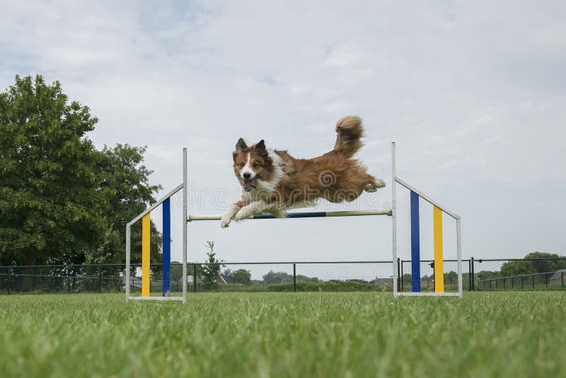 Border Collie Mixed Dog Jumping Over a Single Jump while Looking at the ...