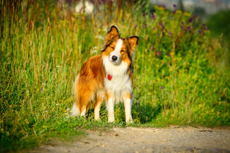 2,363 Yellow Border Collie Portrait Stock Photos - Free & Royalty-Free ...