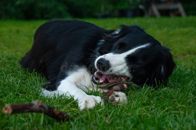 A Border Collie Mutt Chewing on a Stick on the Grass Stock Image ...