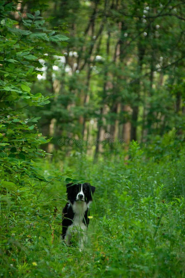 A Border Collie Mutt Going for a Walk on a Trail in the Forest Stock ...