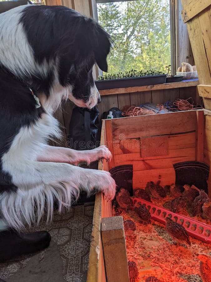 A Border Collie Mutt Looking at Quails in a Brooder Stock Image - Image ...