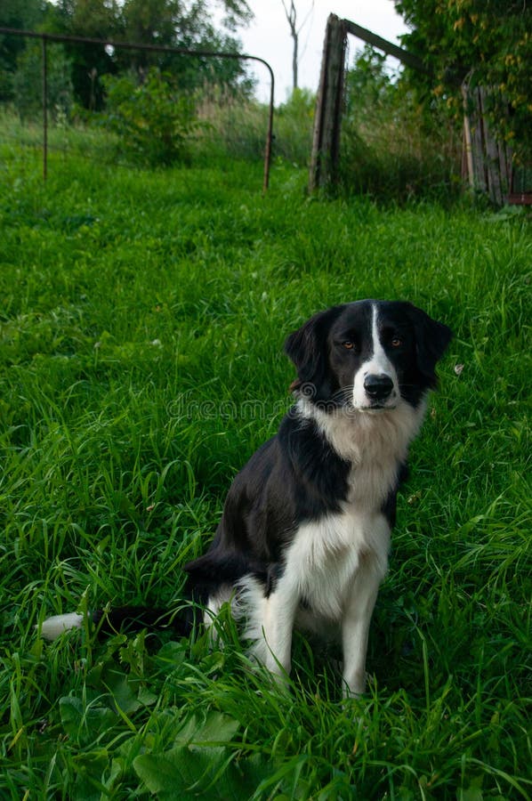 A Border Collie Mutt Sitting on the Grass by a Farm Gate Stock Photo ...