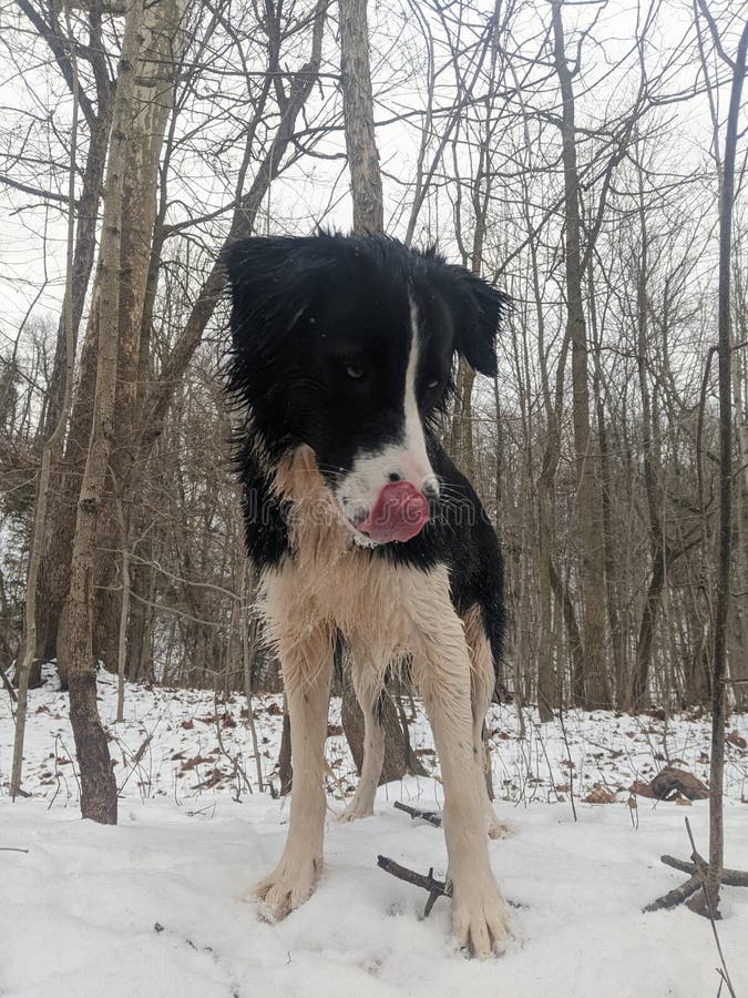 A Border Collie Mutt Walking on a Trail in the Forest Stock Image ...